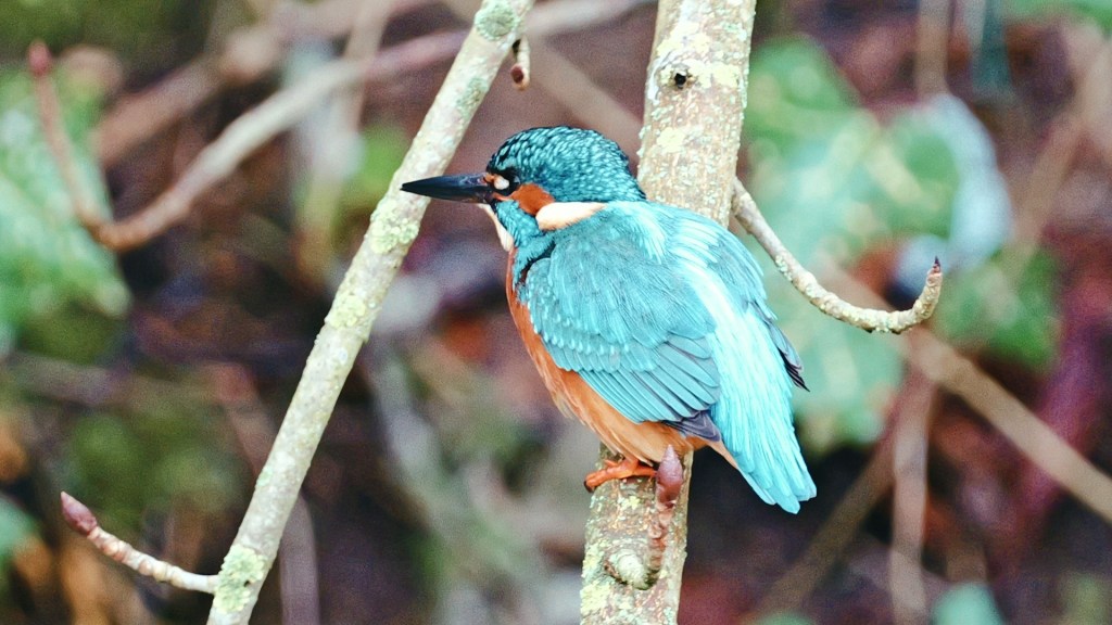 of the blue wave, the golden singing fish – enderalp.com