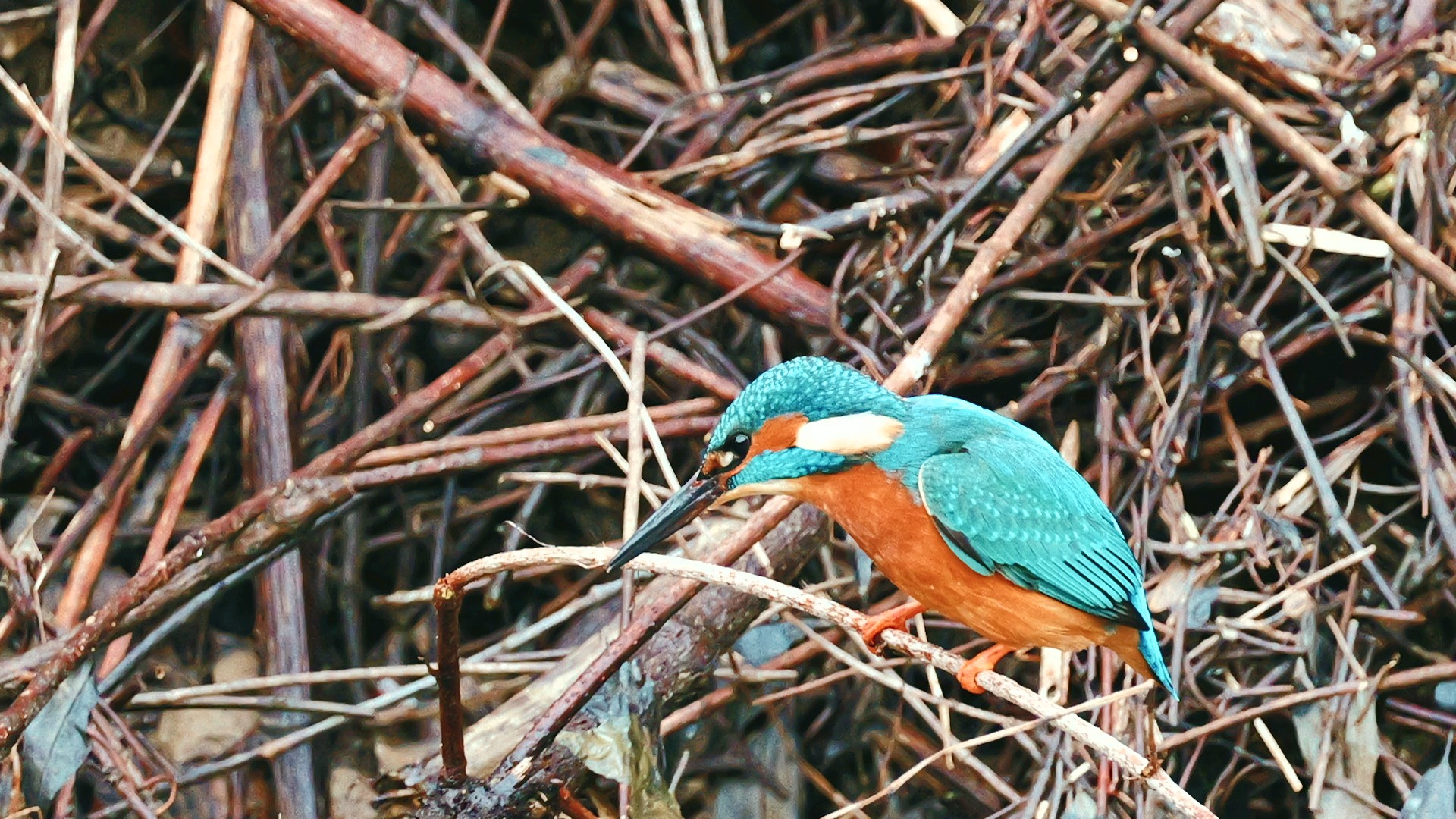 of the blue wave, the golden singing fish – enderalp.com